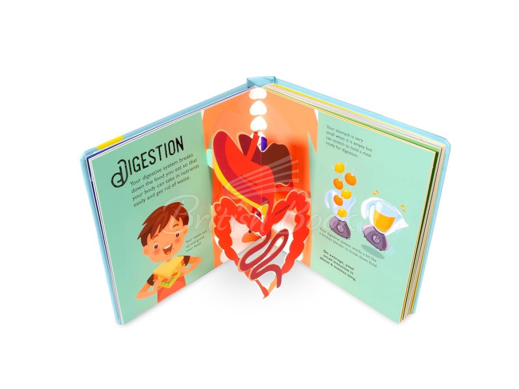 Книга Amazing Pop-Ups: Human Body від автора David Hawcock купити в ...