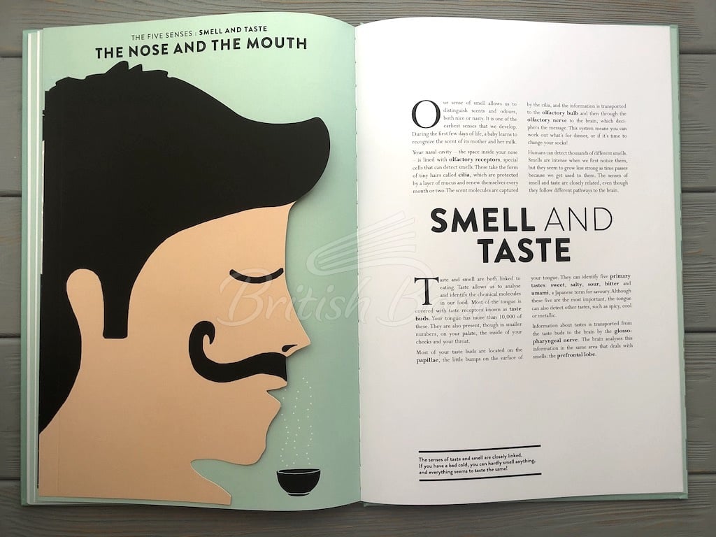 Книга Anatomy: A Cutaway Look Inside the Human Body - купить за 1 108 ...