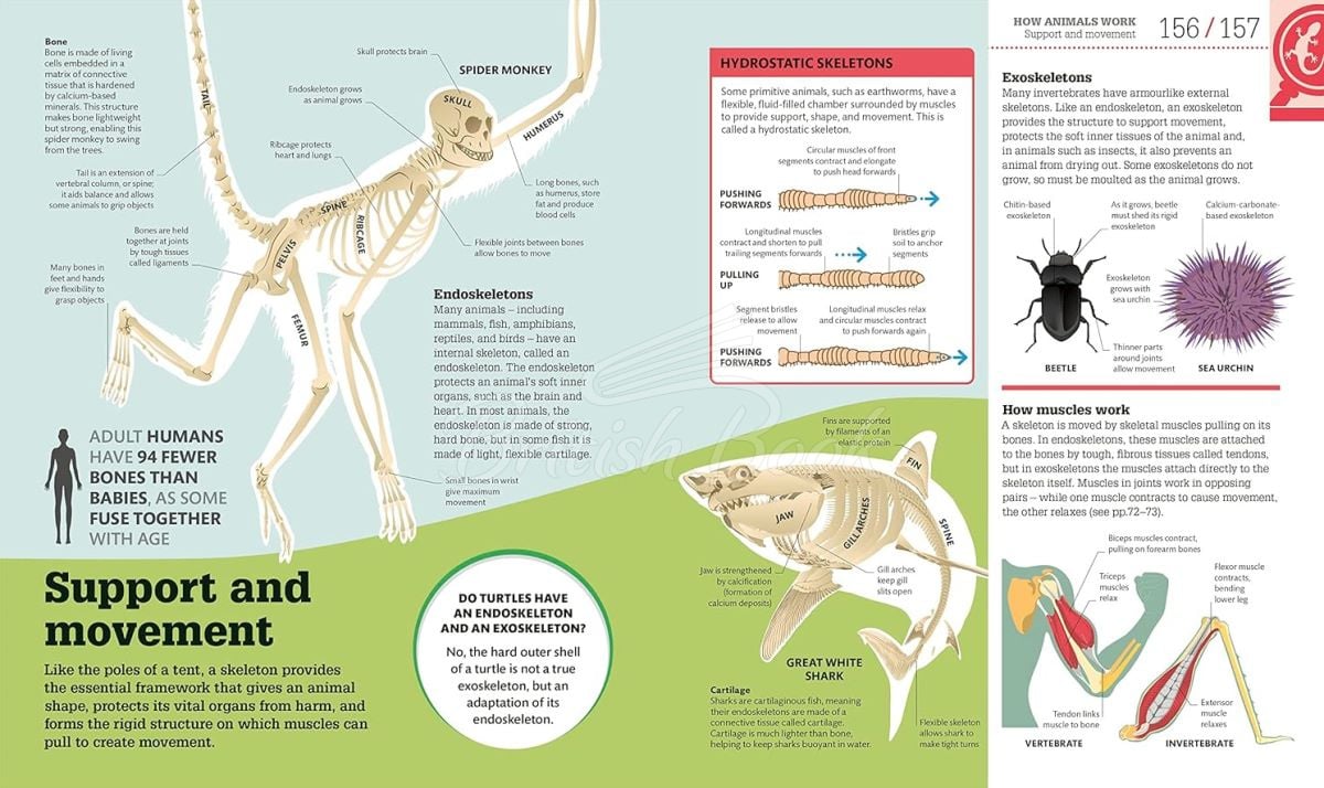 Книга How Biology Works купити в BritishBook | ISBN 9780241600962