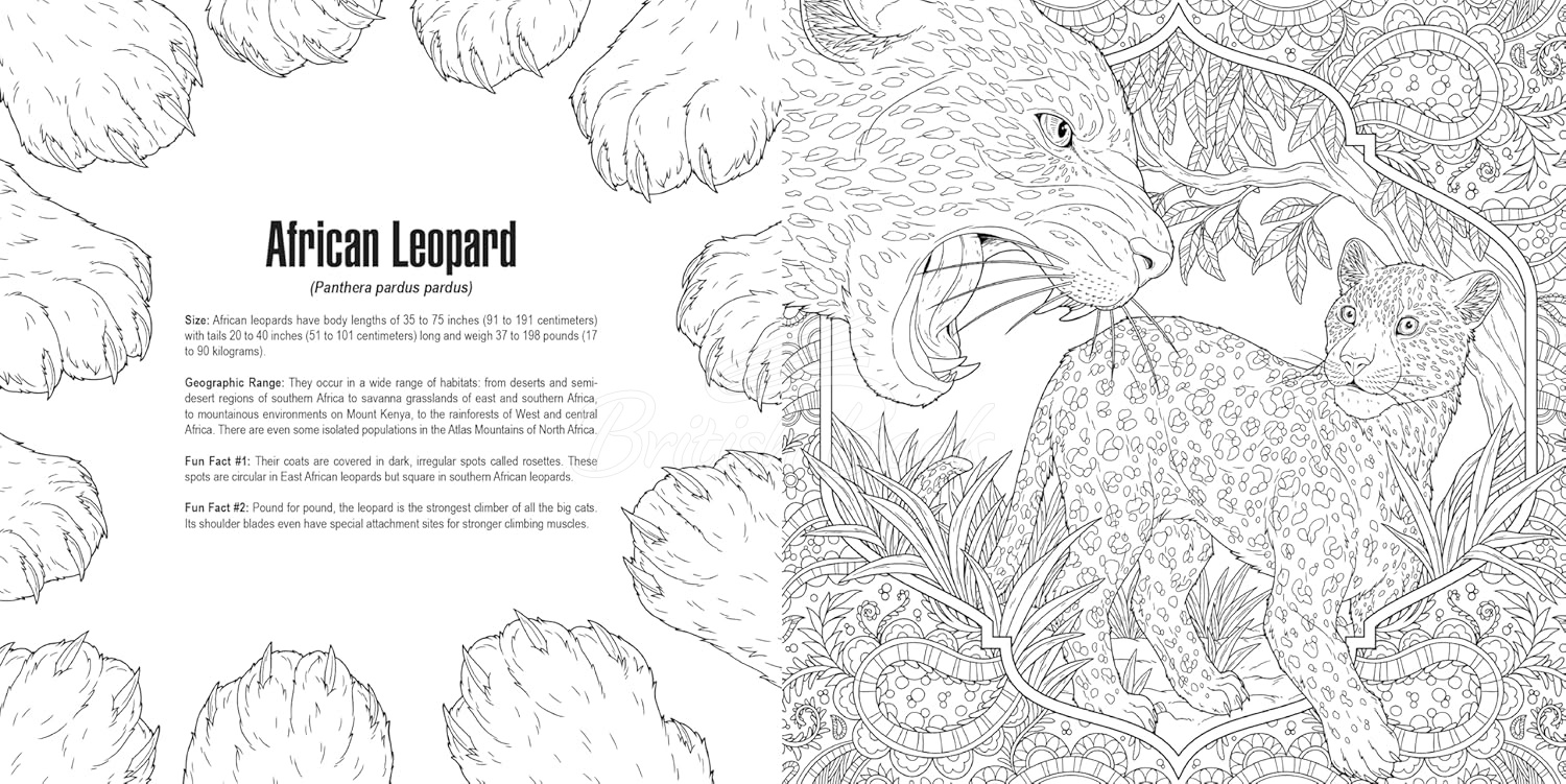 Книга Cats: A Smithsonian Coloring Book від автора Rachel Curtis купити ...