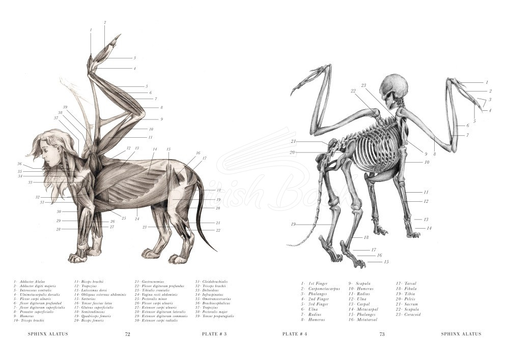 Книга The Resurrectionist від автора E. B. Hudspeth купити в ...