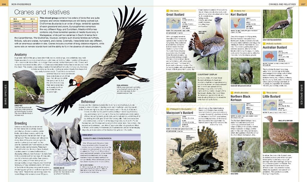Книга Bird: The Definitive Visual Guide купити в BritishBook | ISBN ...