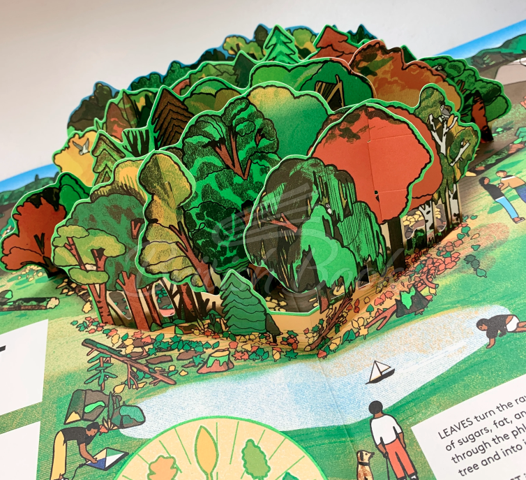 Книга Pop-Up Forest - купить за 990,00 грн, ISBN 9780500653081 ...