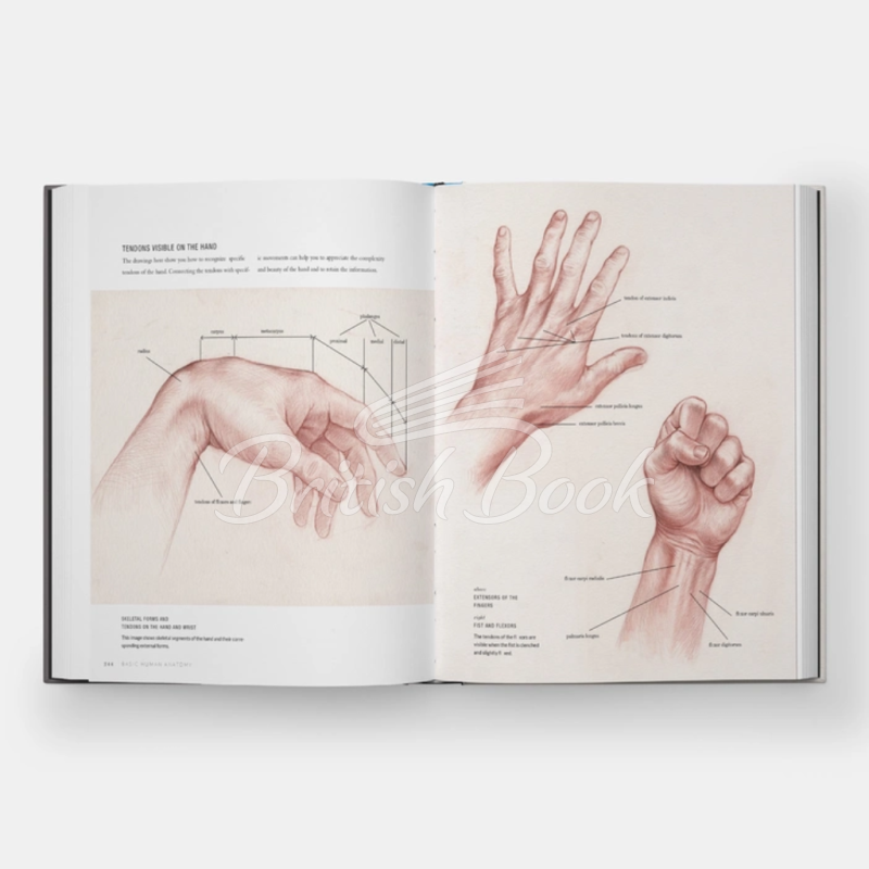 Книга Basic Human Anatomy: An Essential Visual Guide for Artists від ...